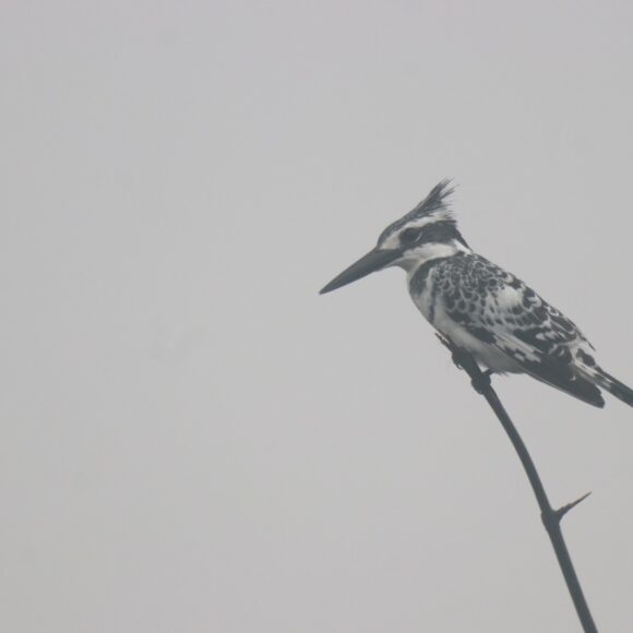 Bird migration monitoring – NCF NIGERIA